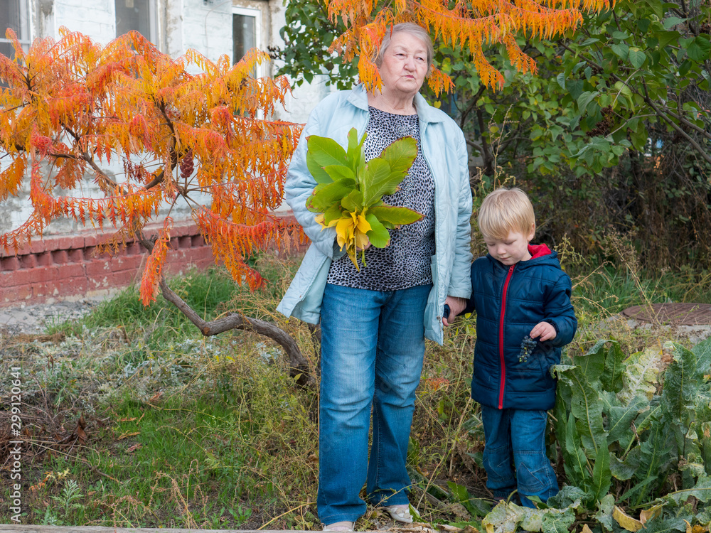 elderly woman with gray hair holds in her hands very red leaves fallen ...