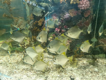 Fish And Pebbles In Water Free Stock Photo - Public Domain Pictures