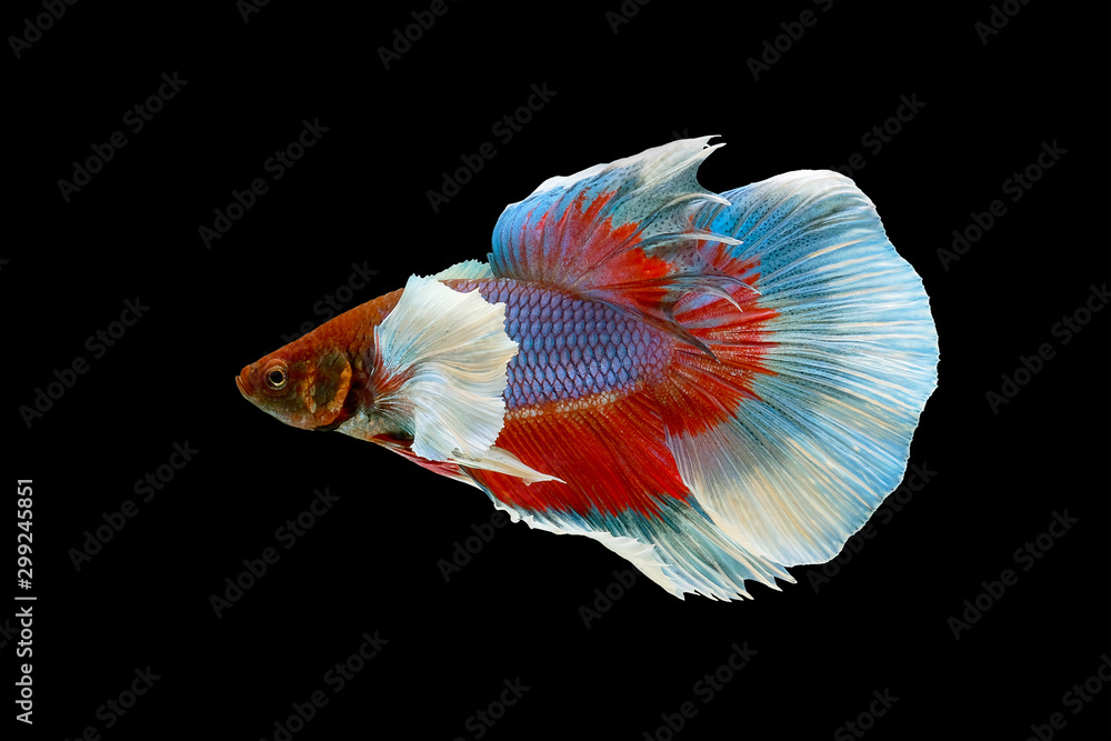 Multi-color Dumbo Betta Siamese fighting fish, betta splendens ...