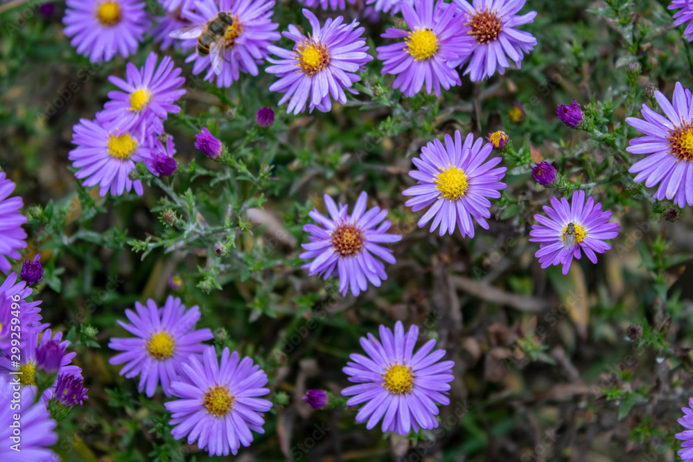 Astra is a very beautiful and healthy flower. It treats gastritis ...