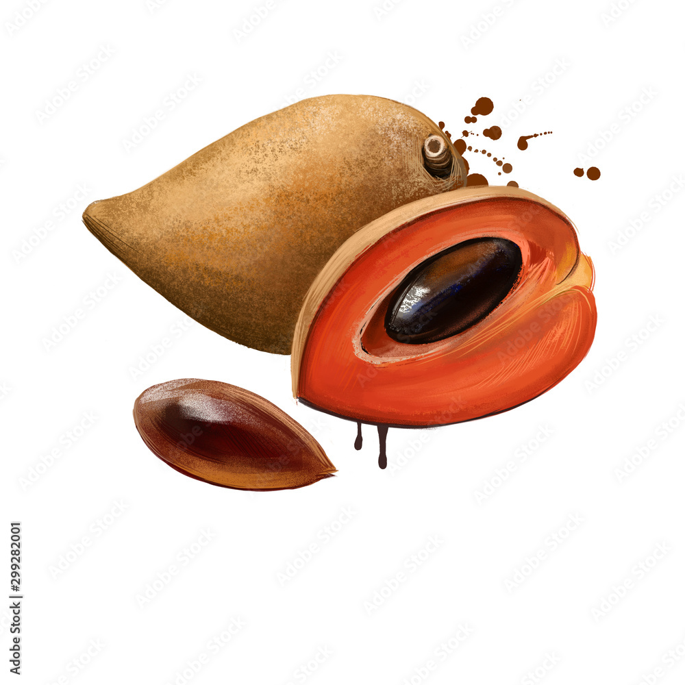 Mamey sapote, pouteria sapota, mamey sapote isolated on white. Mamey ...