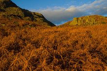 Bracken In Autumn Free Stock Photo - Public Domain Pictures