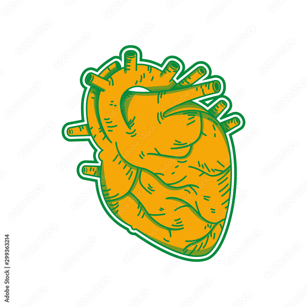 Un corazón humano sobre un fondo blanco. Anatomía. Ilustración ...