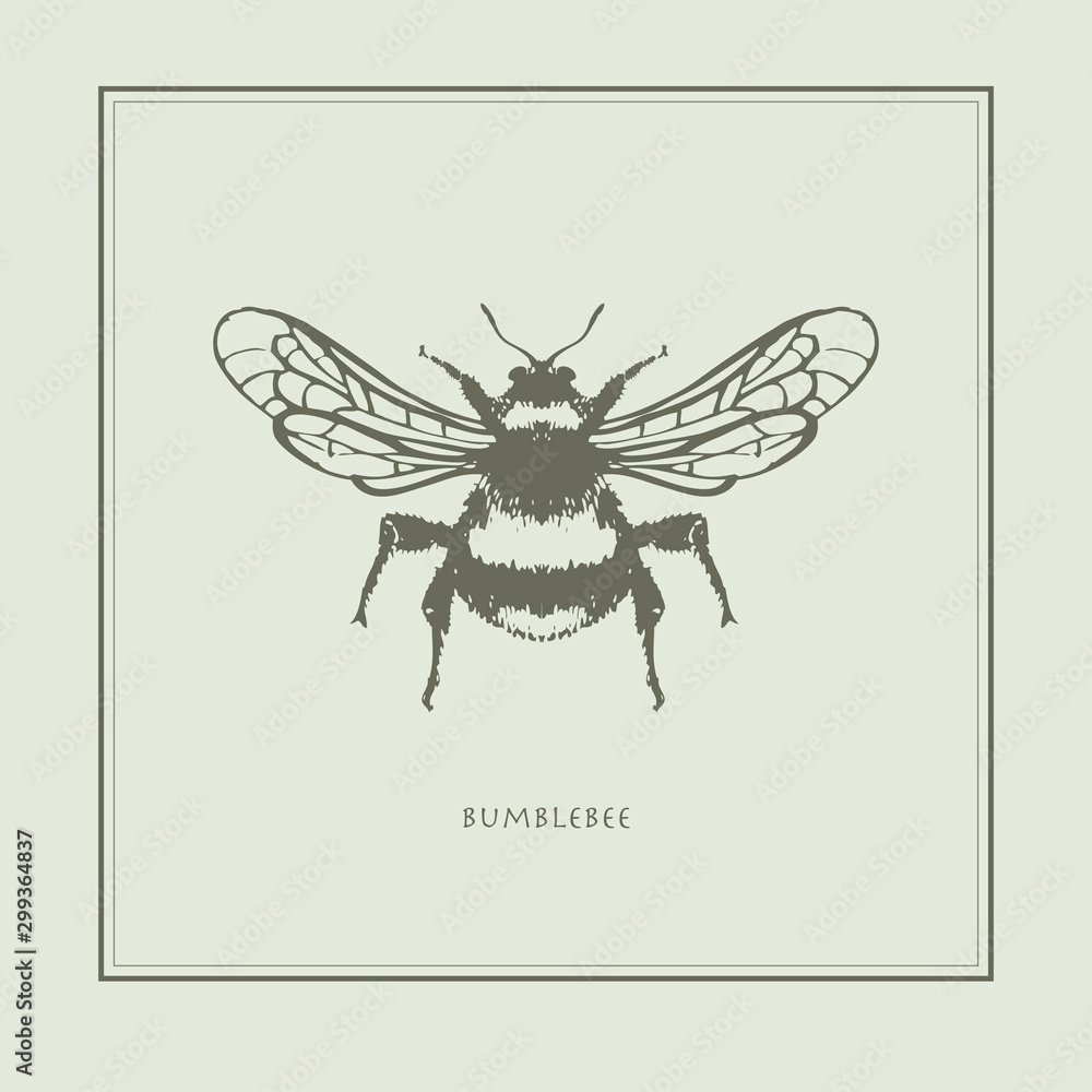 Bumblebee on a beige background in a realistic style. Drawn. Perfect ...