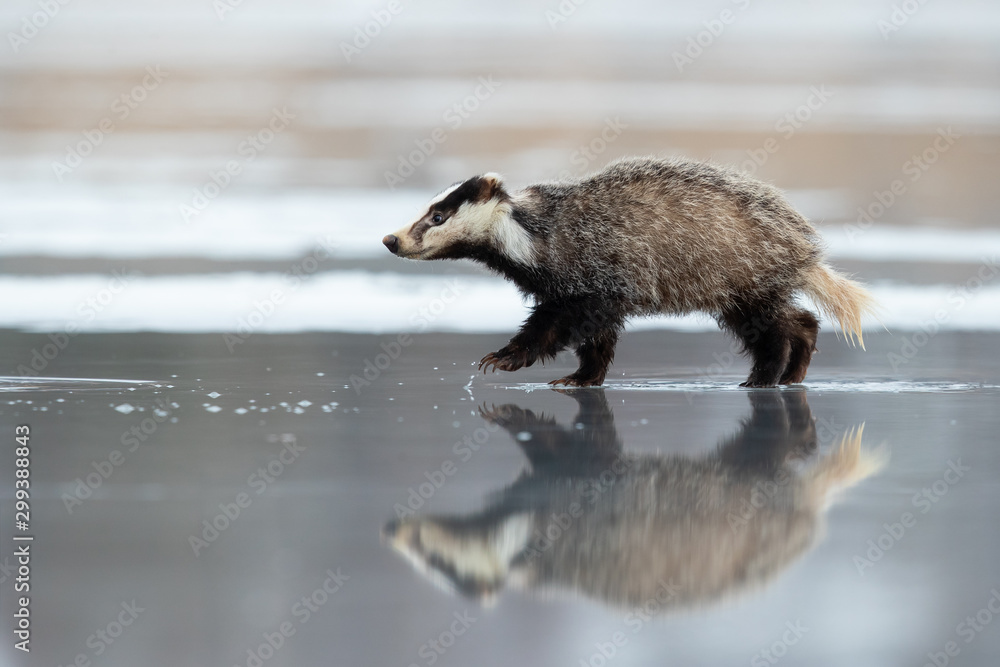 European badger (Meles meles) is a species of badger in the family ...