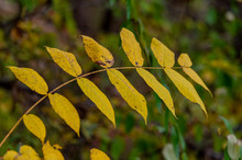 Tree With Compound Leaves Free Stock Photo - Public Domain Pictures