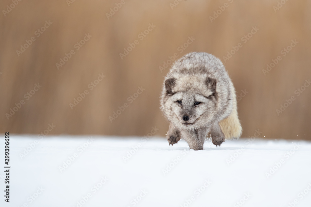 Arctic fox (Vulpes lagopus), also known as the white fox, polar fox is ...
