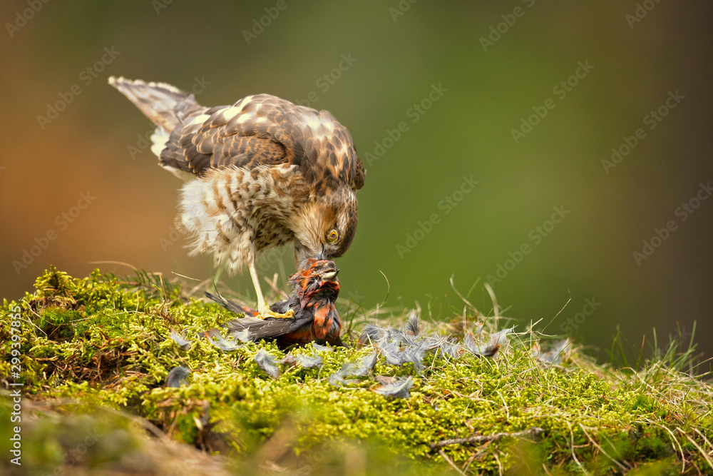 Eurasian sparrowhawk (Accipiter nisus), also known as the northern ...