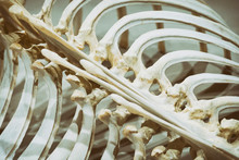 Decaying Carcass Of Dead Animal Free Stock Photo - Public Domain Pictures