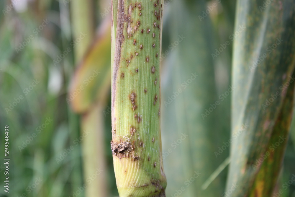 Corn Rust diseases that damage on stem, abiotic stress at the field ...