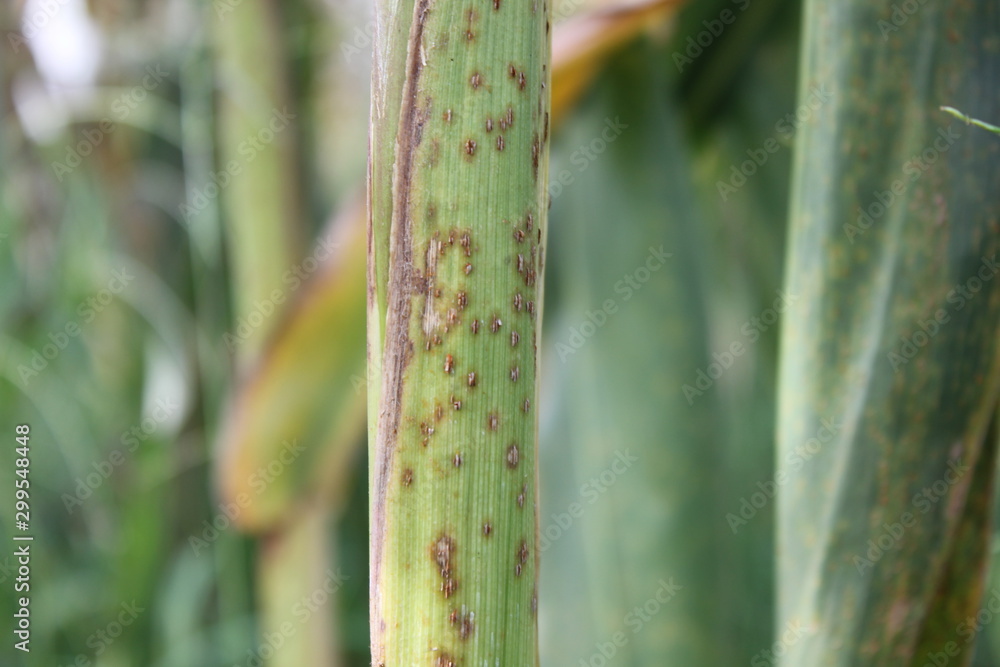 Photo Stock Corn Rust diseases that damage on stem, abiotic stress at ...