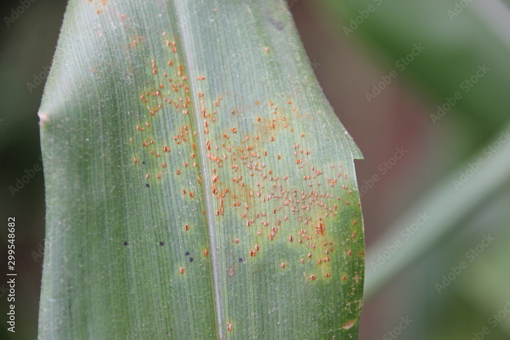 Photo Stock Southern Corn Rust diseases that damage at leaves, biotic ...