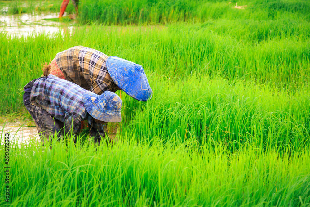 Farmers are planting rice in the rice fields according to the season of ...