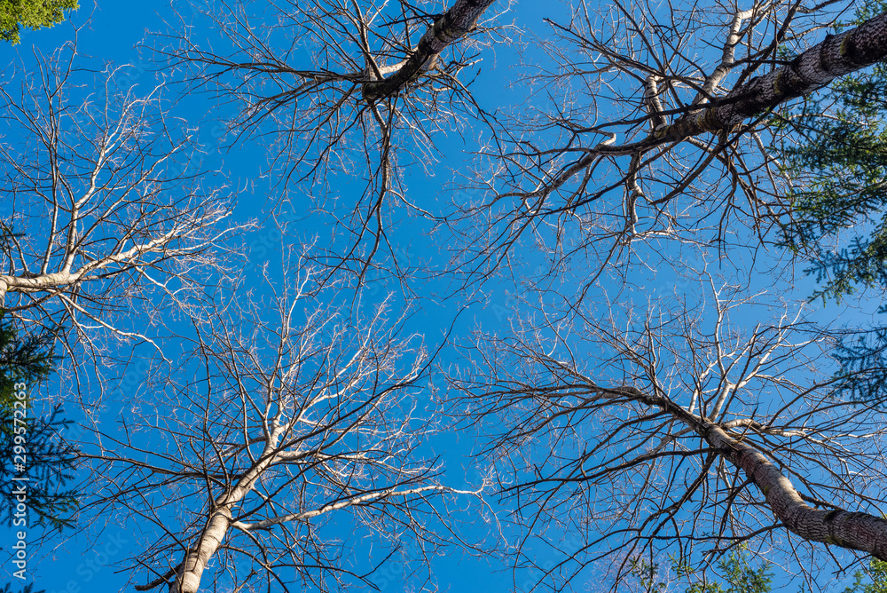 Upward perspective view of tall aspen trees on a blue sky background ...