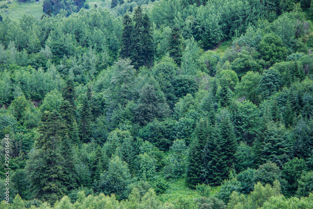 Coniferous green trees in a forest on a mountainside. The concept of ...