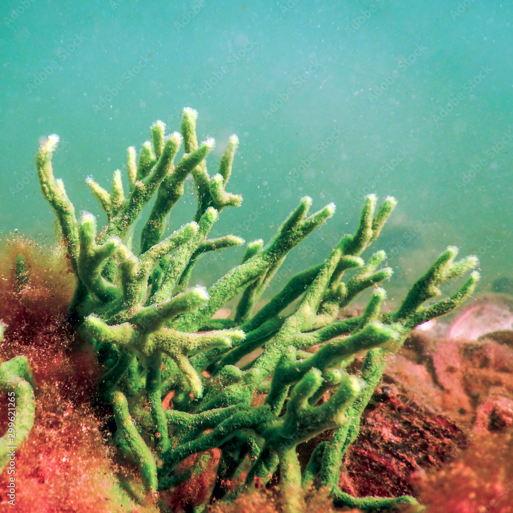 Freshwater Sponge (Spongilla lacustris) Spongillidae Freshwater ...