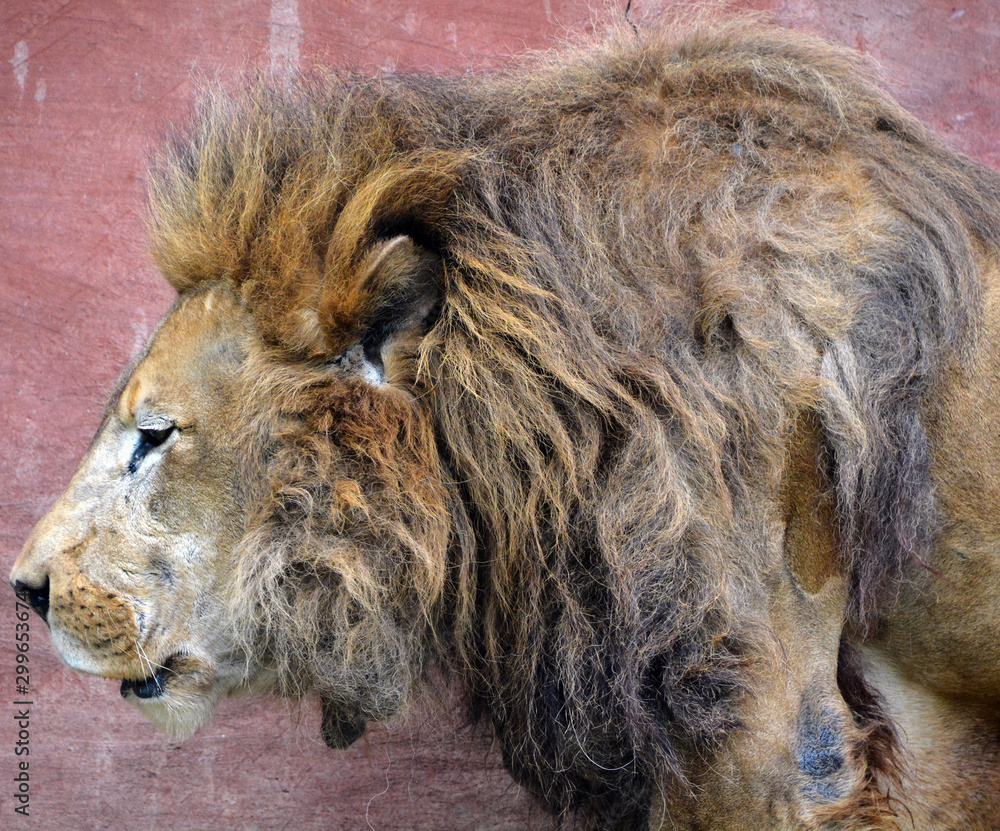 Foto de Stock Male lion: Highly distinctive, the male lion is easily ...