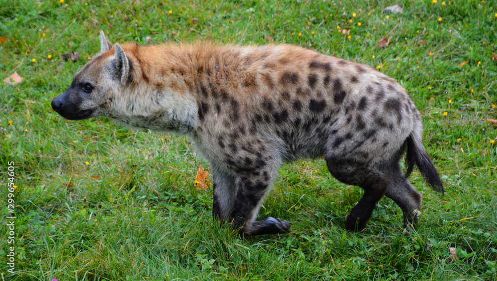 Spotted hyena (Crocuta crocuta), also known as the laughing hyena, is a ...