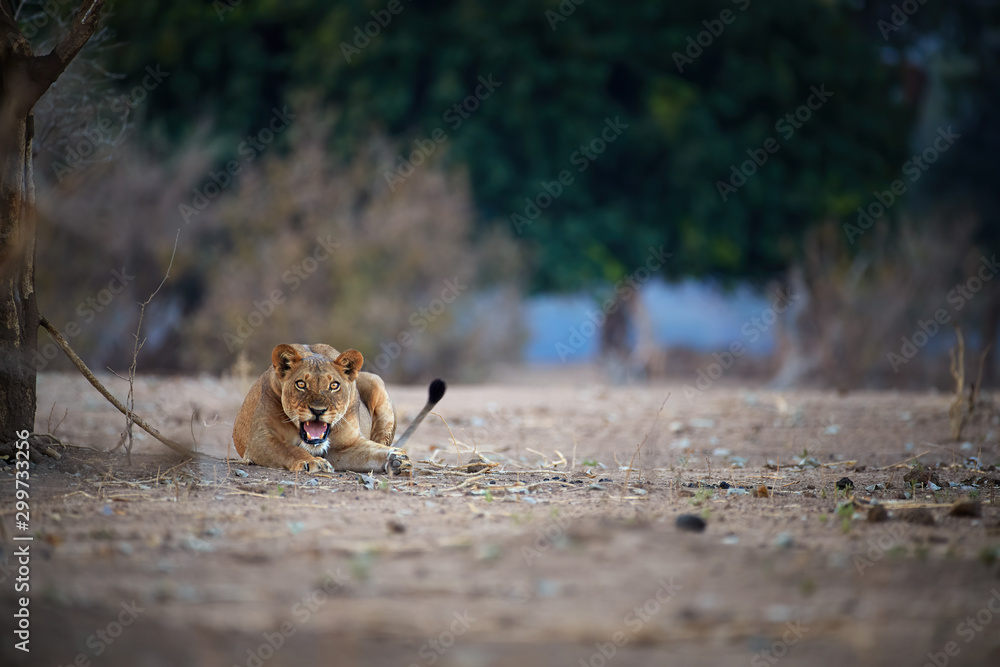Animal action scene from Mana Pools National Park. Direct view on very ...