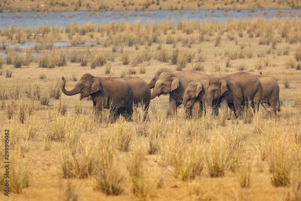 Indian elephant (Elephas maximus indicus) is one of three extant ...
