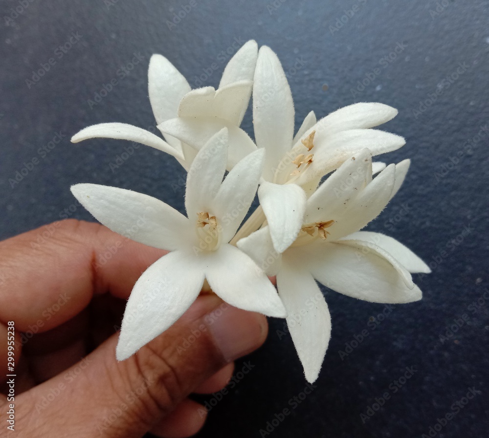 Millingtonia hortensis on hand have a fragrant white trumpet shaped ...
