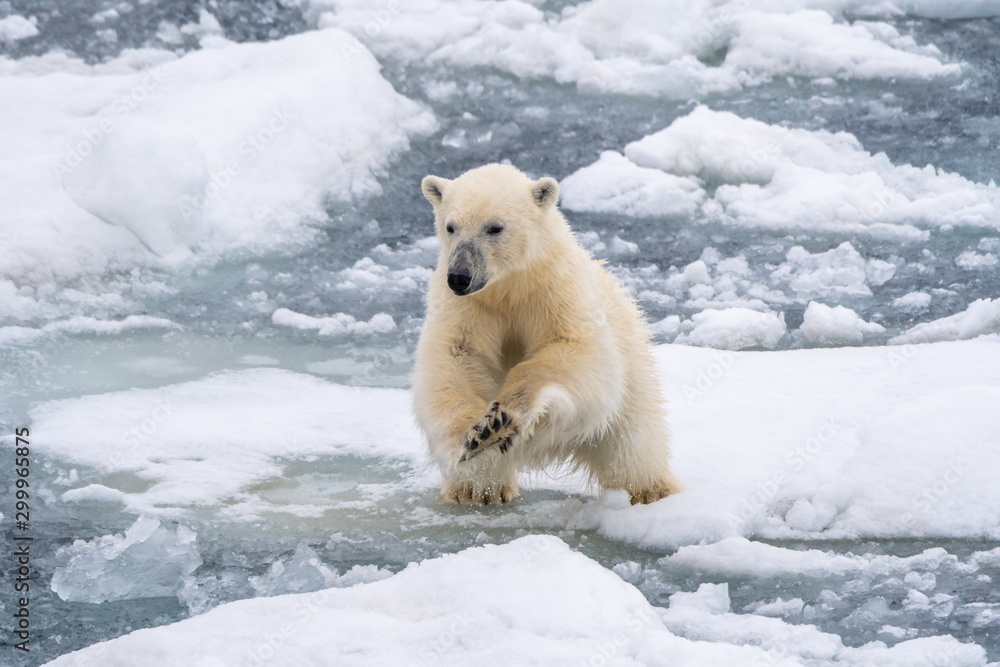 Polar bear (Ursus maritimus) jumping across broken sea ice in Svalbard ...
