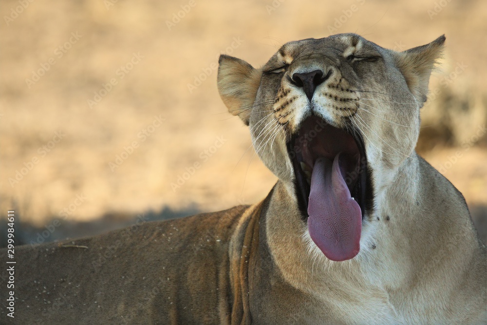 Lioness (Panthera leo) in red sand in Kalahari Desert. Lioness with ...