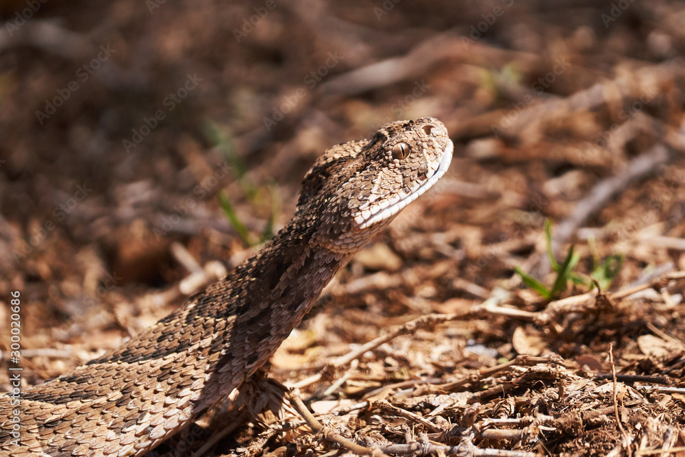 Baby puff adder on the ground between branches, twigs and leaves Stock ...