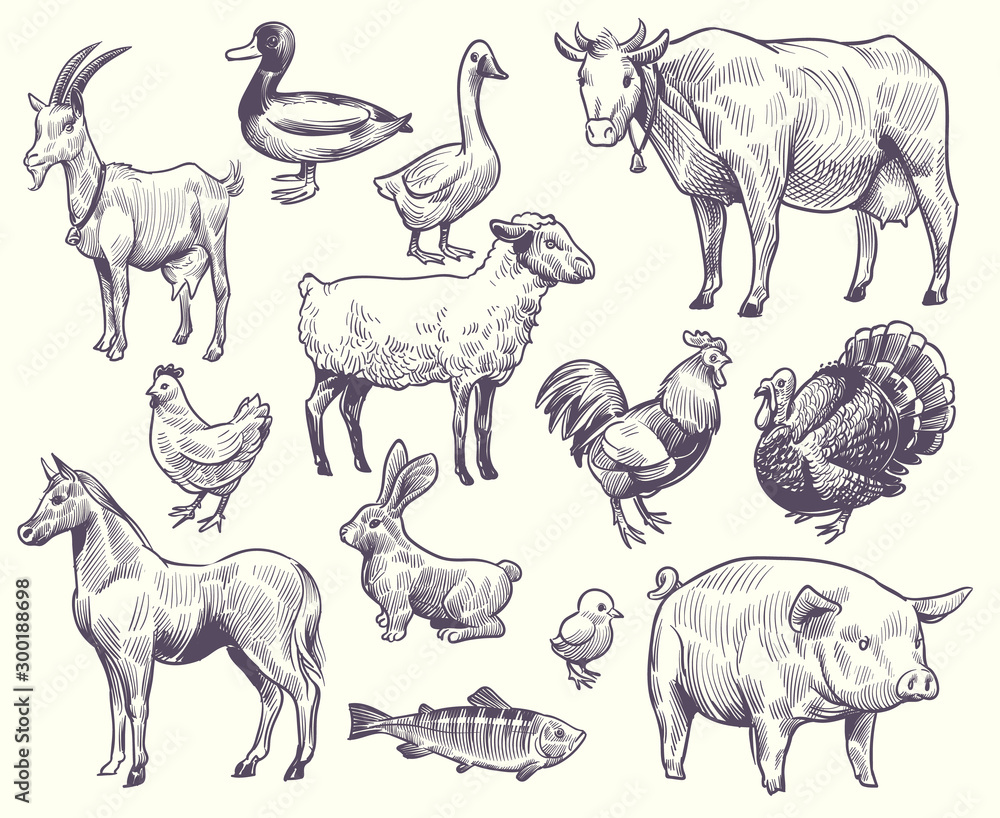Hand drawn farm animals and birds. Goat, duck and horse, sheep and cow ...