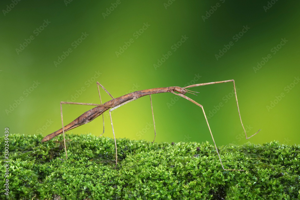 Стоковое фото «Stick insect or Phasmids (Phasmatodea or Phasmatoptera ...