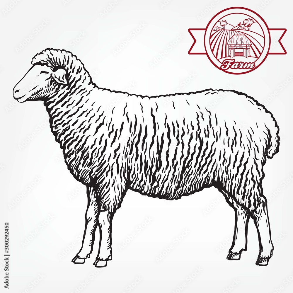 sketch of sheep drawn by hand. animal husbandry Stock Vector | Adobe Stock