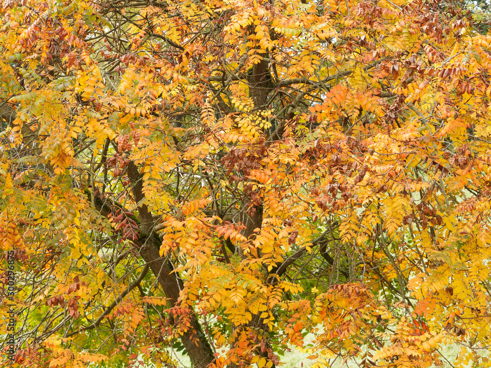 (Koelreuteria paniculata) Golden Rain tree or Varnish tree with a broad ...