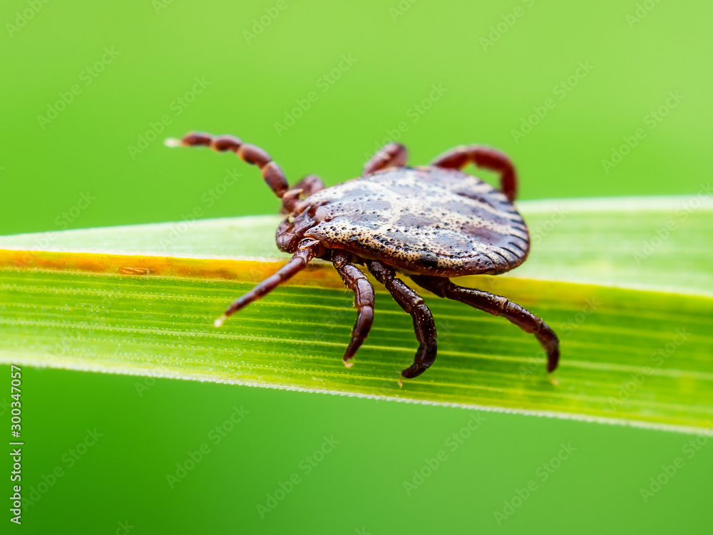 Encephalitis Tick Insect Crawling on Green Grass. Encephalitis Virus or ...