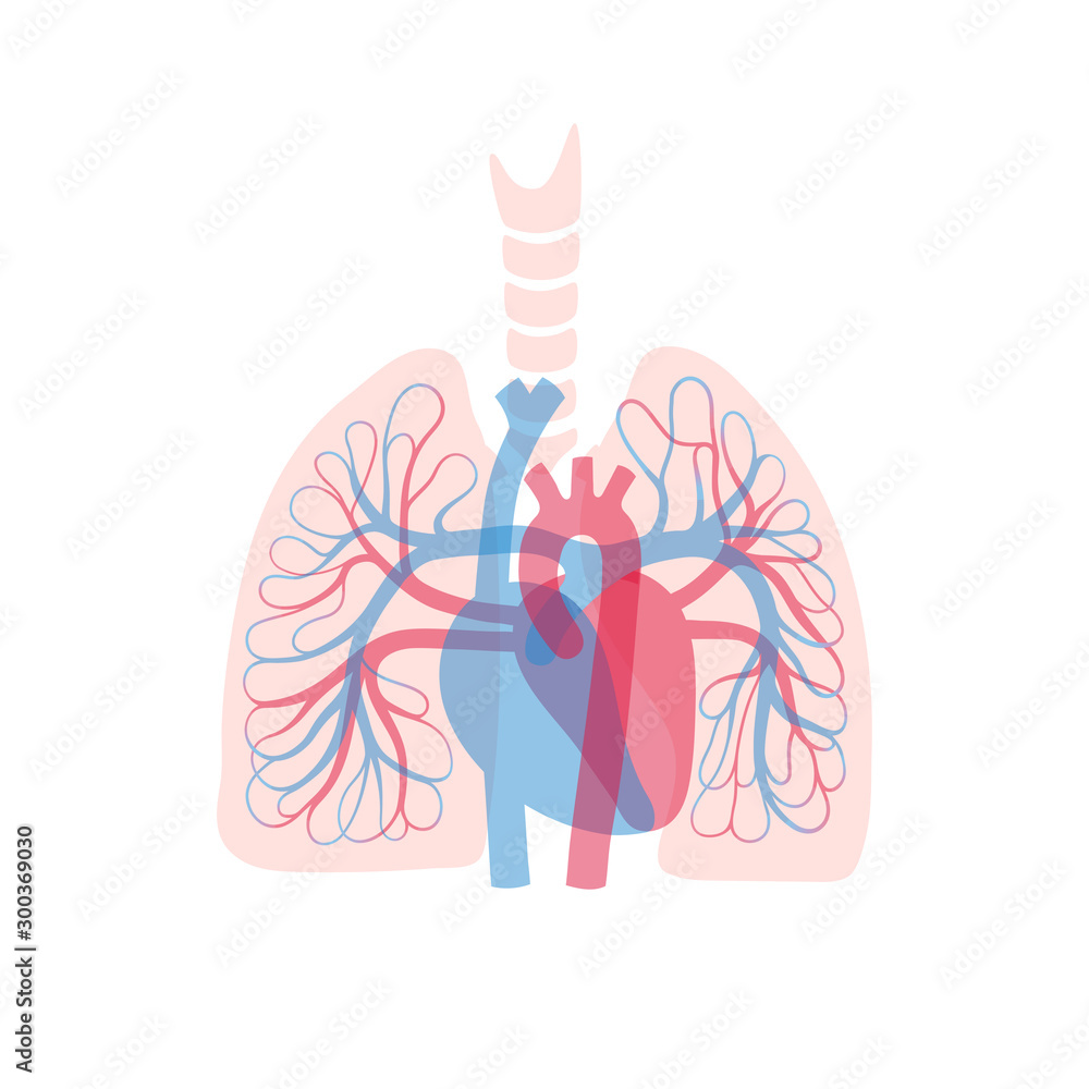 circulatory system anatomy Stock Vector | Adobe Stock
