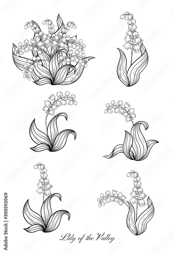Lily of the valley, may-lily Element for design. Outline hand drawing ...
