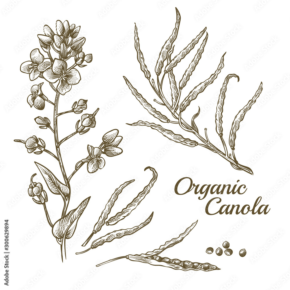 Canola flower, organic colza or rape plant branch with blossoms and ...