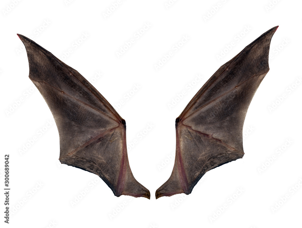 Стокове фото bat wings isolated on white. | Adobe Stock