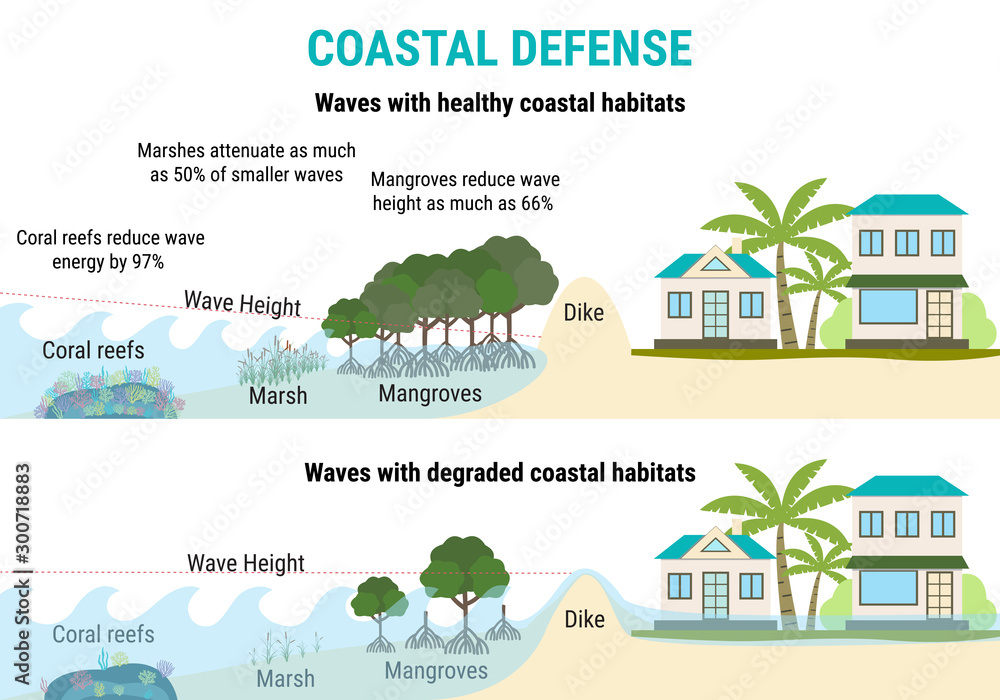 Vektor Stok Coastal defenses to sea level rising - mangroves, marshes ...
