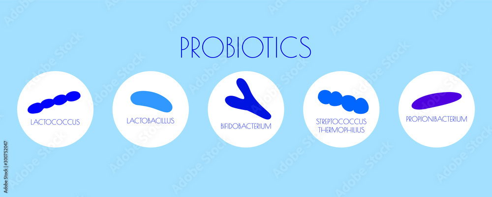 infographic types of probiotics in the gut. flat vector illustration ...