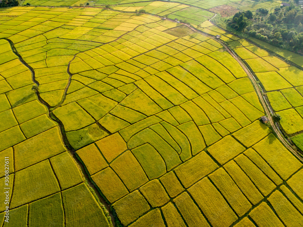Above golden paddy field during harvest season. Beautiful field sown ...