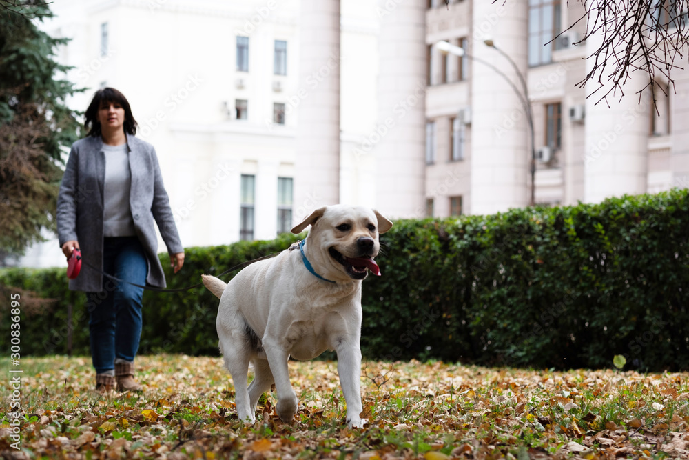 Beautiful woman in a coat is walking on the leash of her large Labrador ...