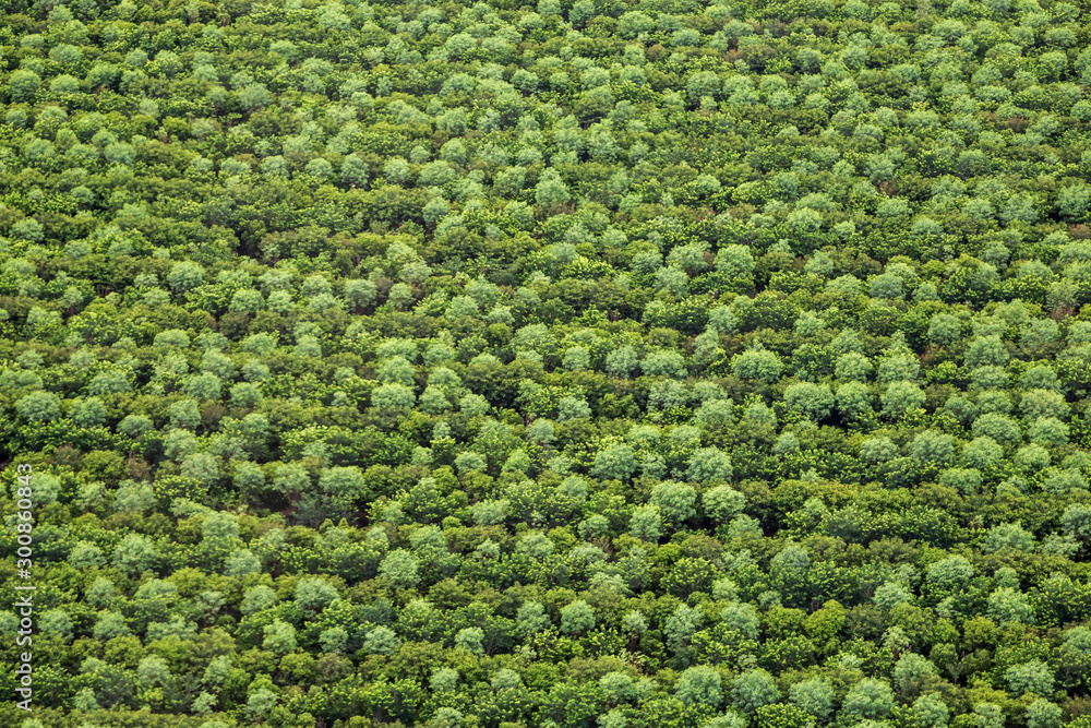 Oblique aerial view of sandalwood plantation in the Ord River ...