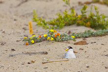 California Least Tern Free Stock Photo - Public Domain Pictures