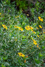 Flower, Encelia Californica Free Stock Photo - Public Domain Pictures
