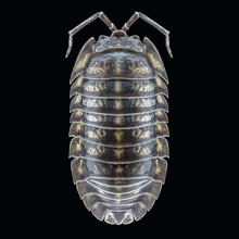 Grey Cockroach Free Stock Photo - Public Domain Pictures