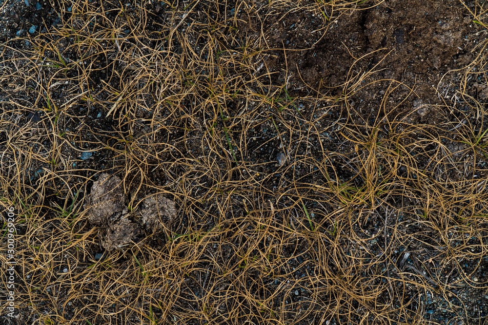 Texture of withered grass. Lifeless background image. Siberian soil ...