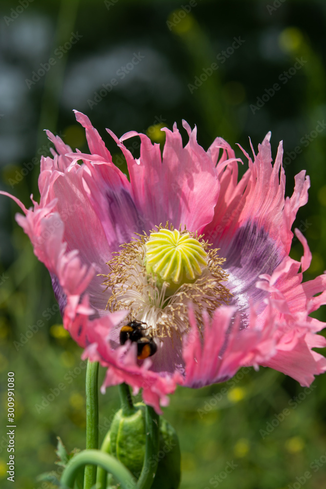 Beautiful flowers of Papaver somniferum or opium breadseed poppy plant ...