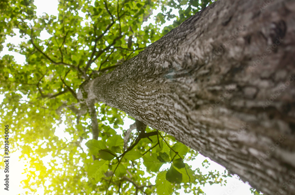 photo up to the tree top shot from below.Bottom view to the tree top of ...