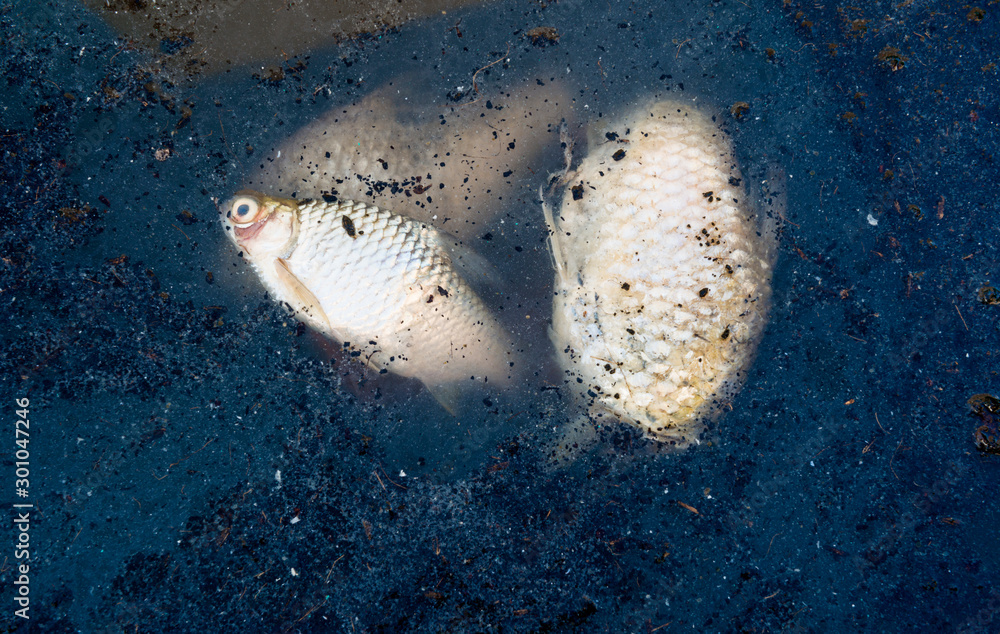 dead fish floated with plastic garbage in the dark water, water ...