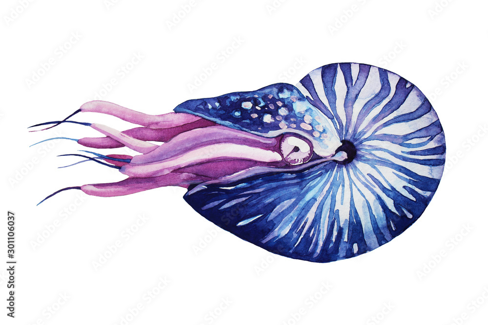 Watercolor detailed illustration of nautilus Stock Illustration | Adobe ...